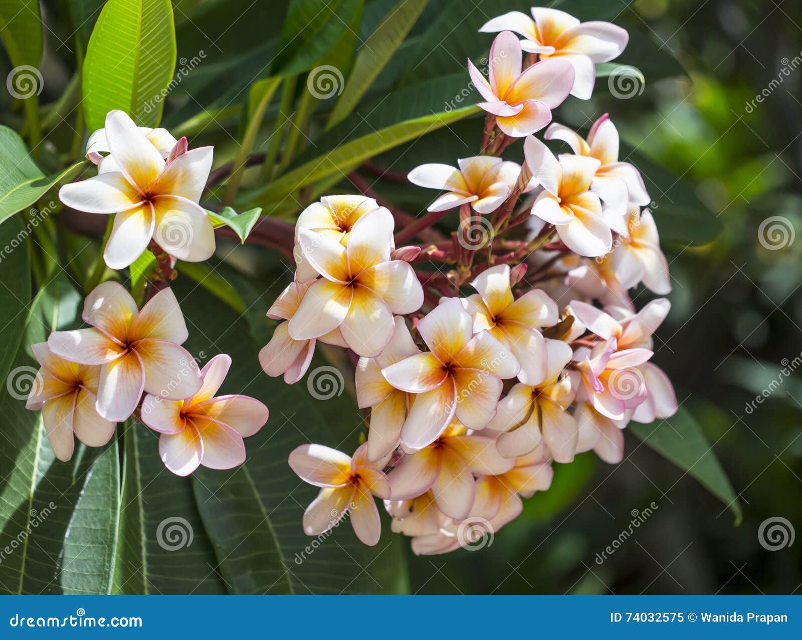 Frangipani Plumeria Flowers Border Design Stock Image - Image of flower ...