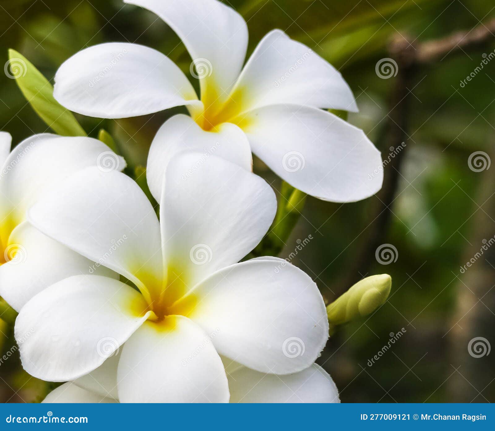 Frangipani, Plumeria, Temple Tree, Graveyard Tree Stock Image - Image ...