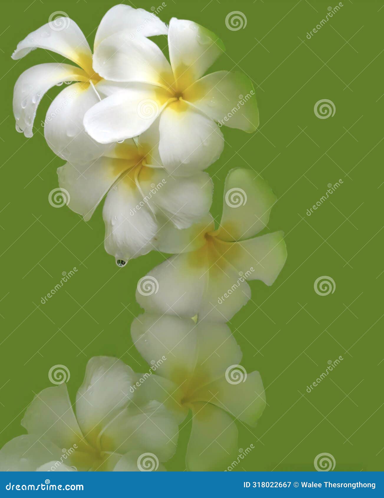 Frangipani, Plumeria, Temple Tree, Graveyard Tree Stock Image - Image ...