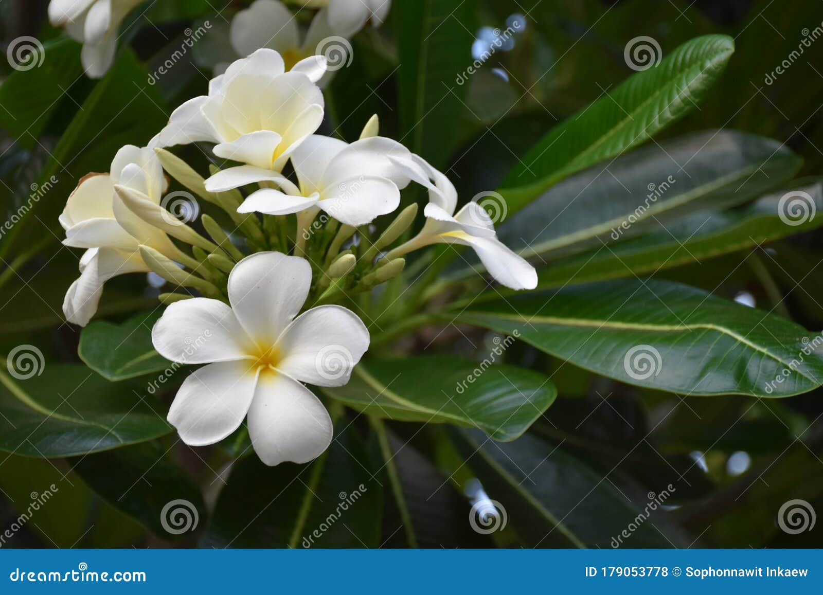Frangipani, Plumeria, Temple Tree, Graveyard Tree Stock Photo - Image ...