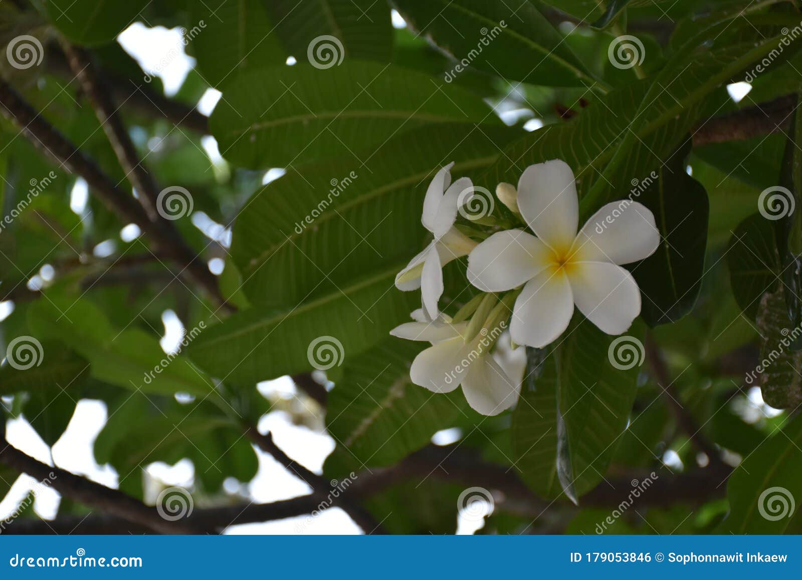 Frangipani, Plumeria, Temple Tree, Graveyard Tree Stock Photo - Image ...