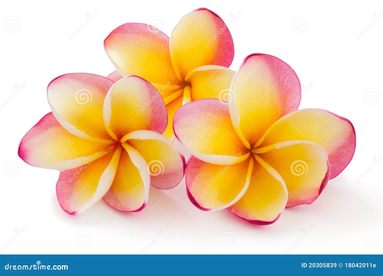 Frangipani, Plumiera, Frangipanni Imagen de archivo - Imagen de aloja ...