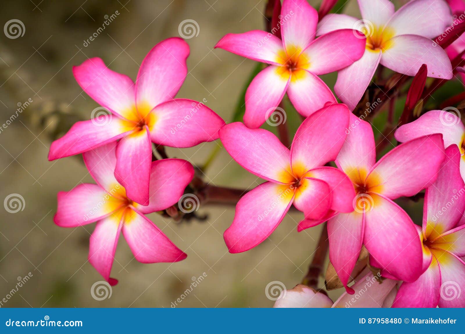 Frangipani Rose Ou Fleurs Roses De Plumeria Photo stock - Image du ...