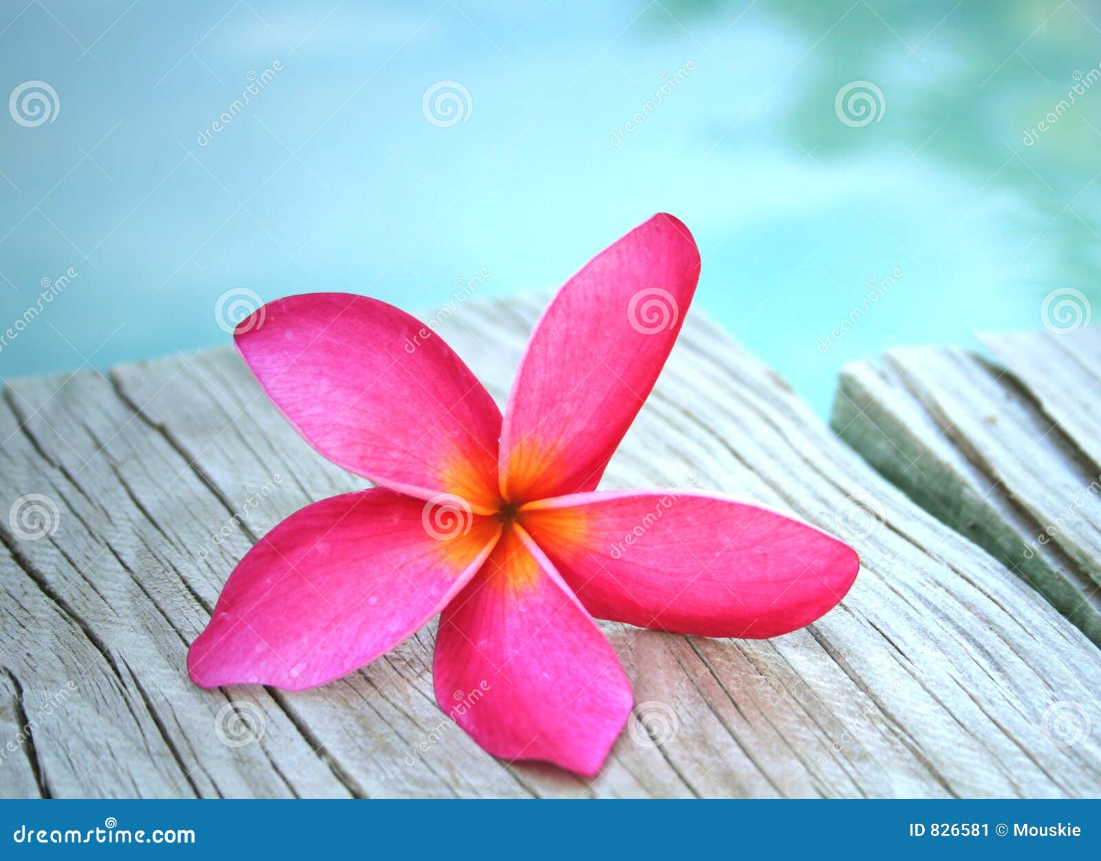Frangipani rose par Pool image stock. Image du bois, flore - 826581