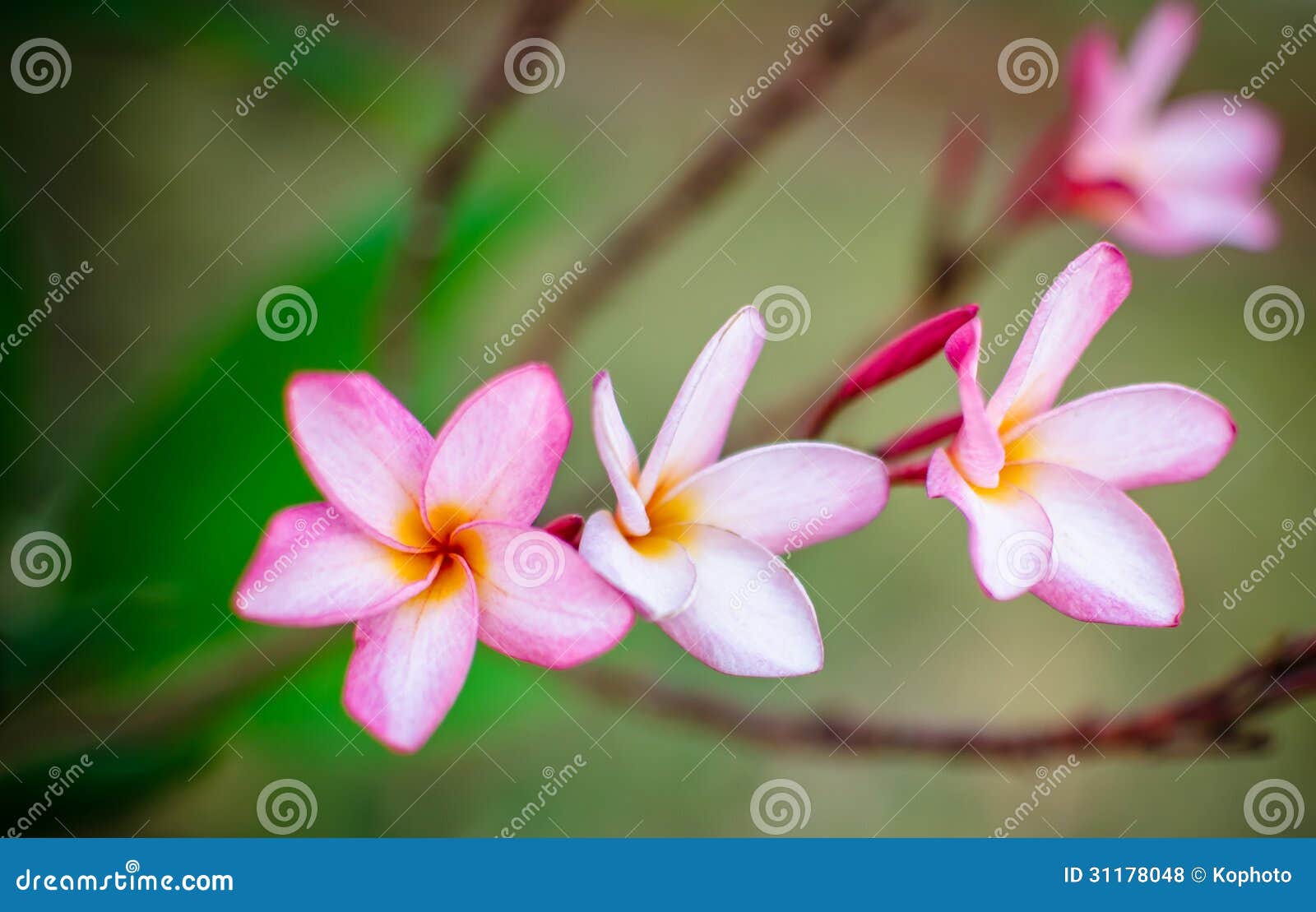 Frangipani rose, plumeria photo stock. Image du jour - 31178048