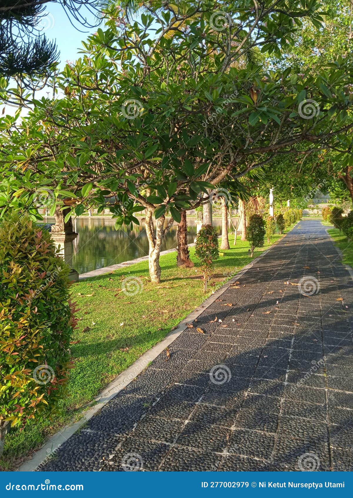 Frangipani Tree and Other Trees at Water Palace, Karangasem, Bali Stock ...