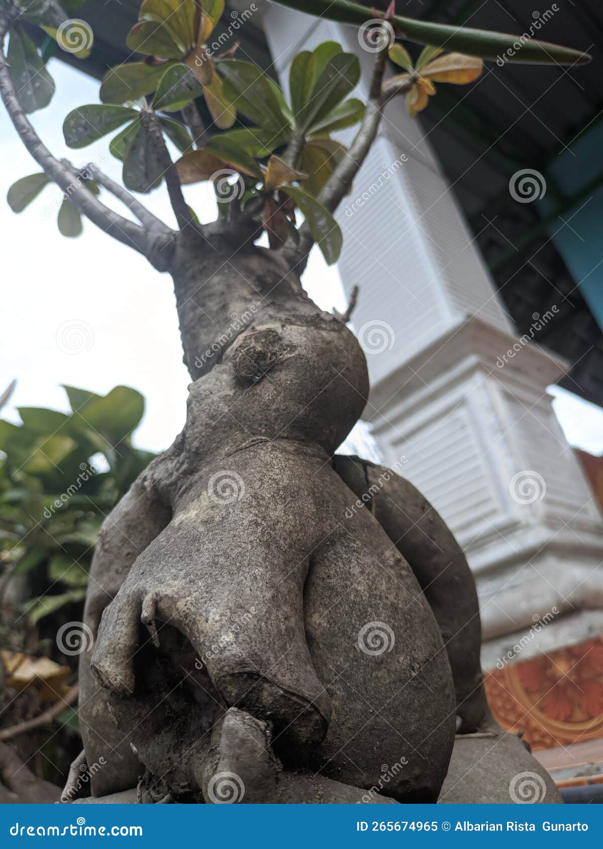 Frangipani Tree with Stout Roots and Trunk Stock Image - Image of plant ...