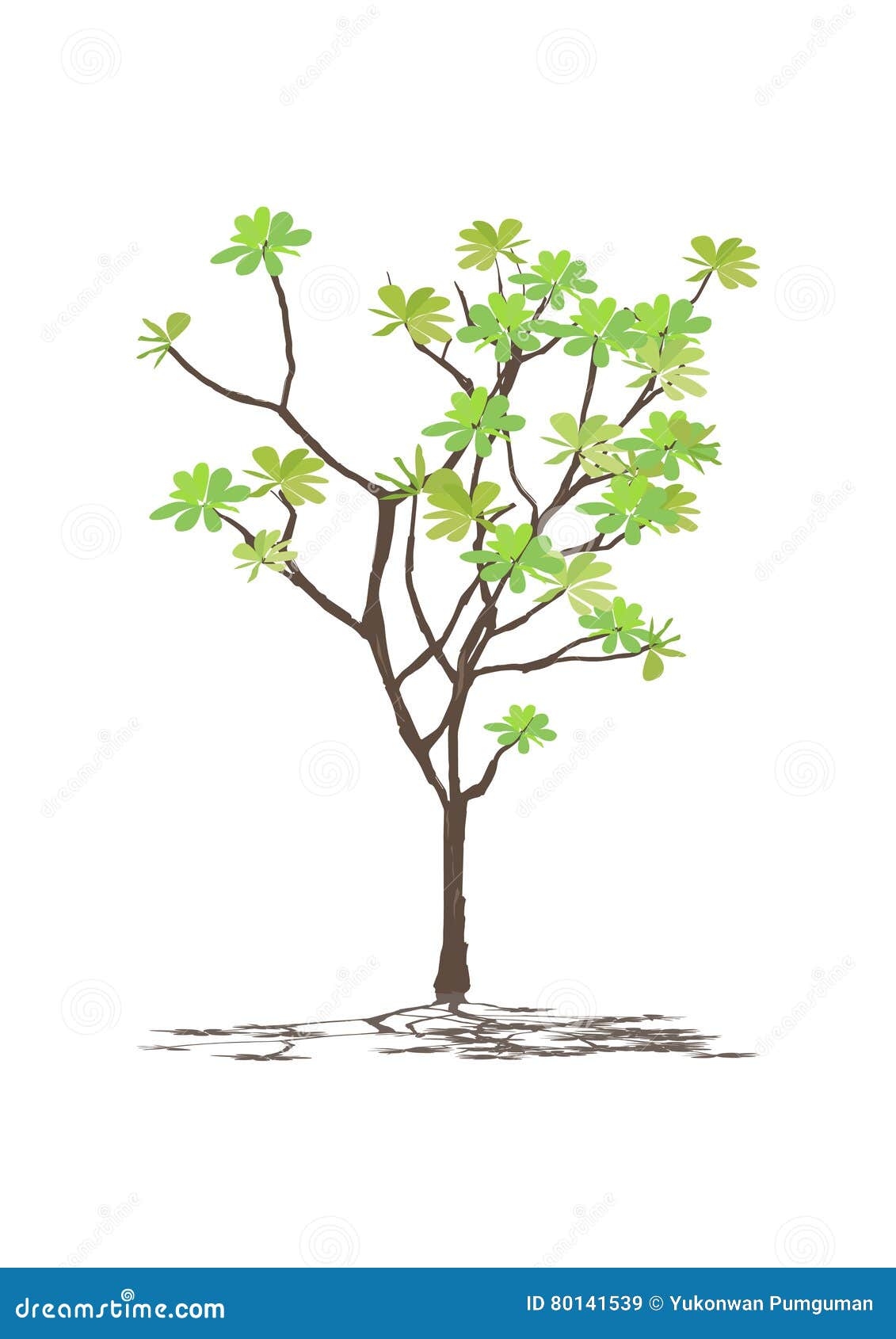 Frangipani Tree. Temple Tree Stock Vector - Illustration of plumeria ...