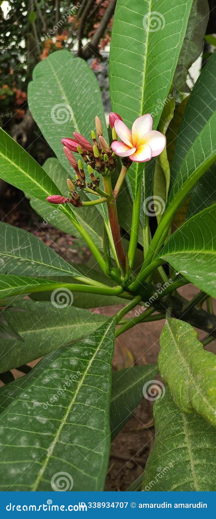 Frangipani Tree, this Tree Grows in Indonesia and Has Mystical ...