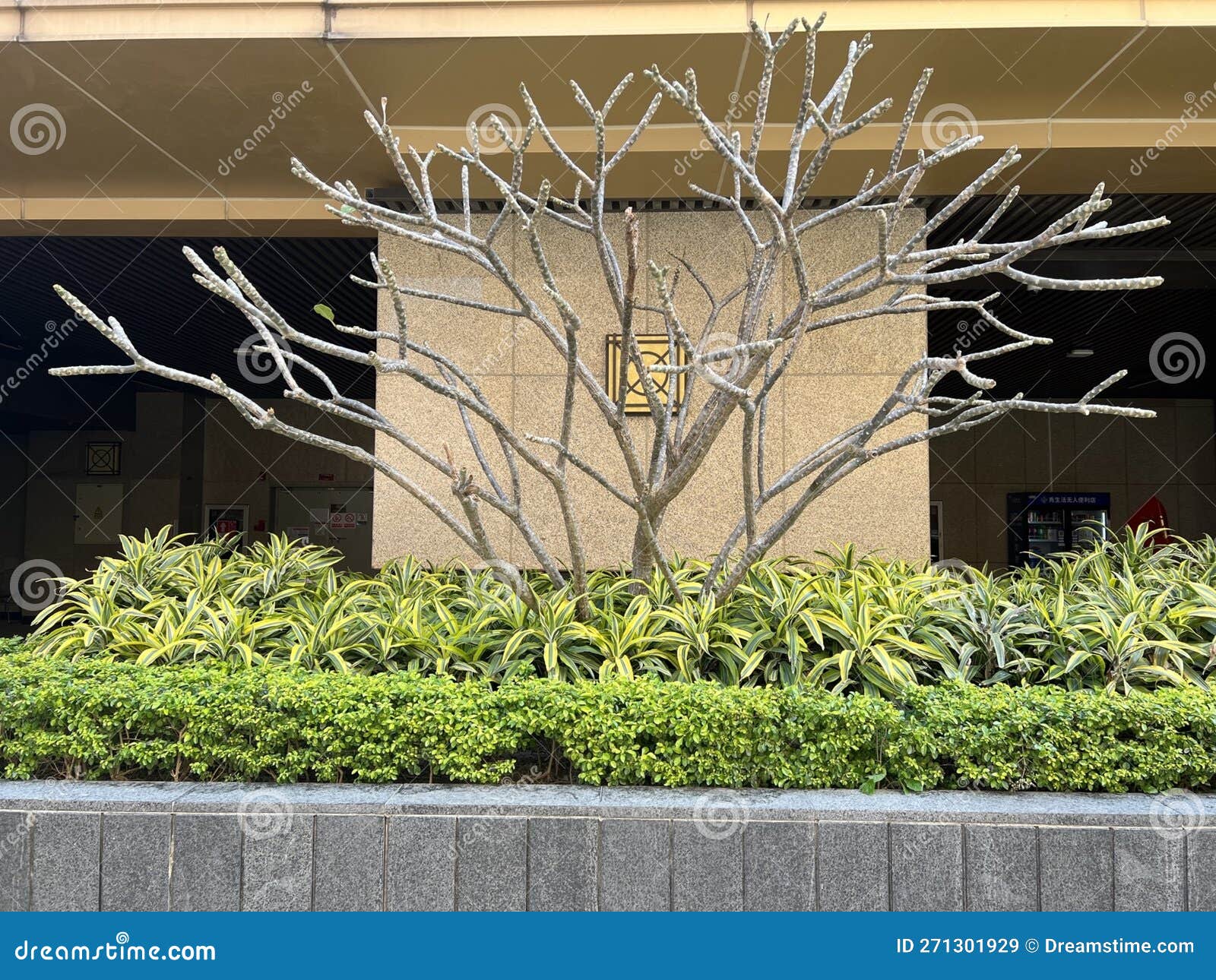 Frangipani Trees Planted in the Hanging Garden of the Apartment Stock ...