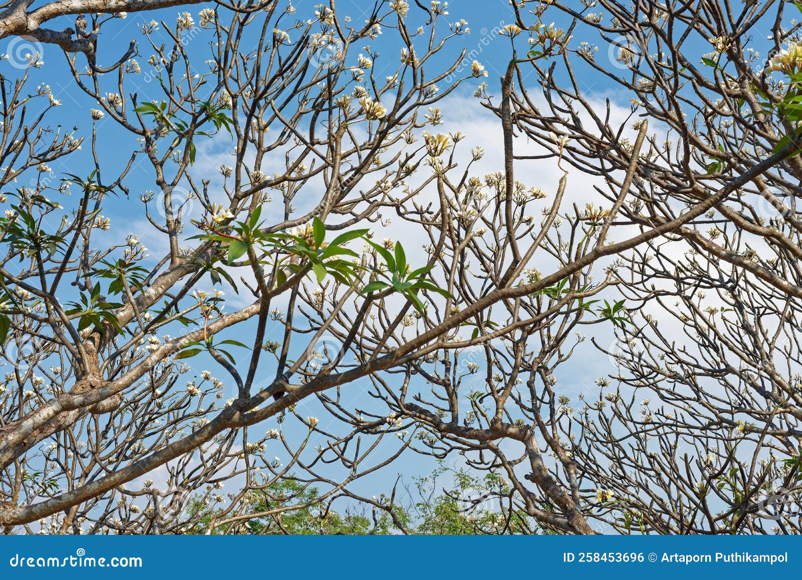 Frangipani Trees and Their Flowers with Blue Sky in the Background ...