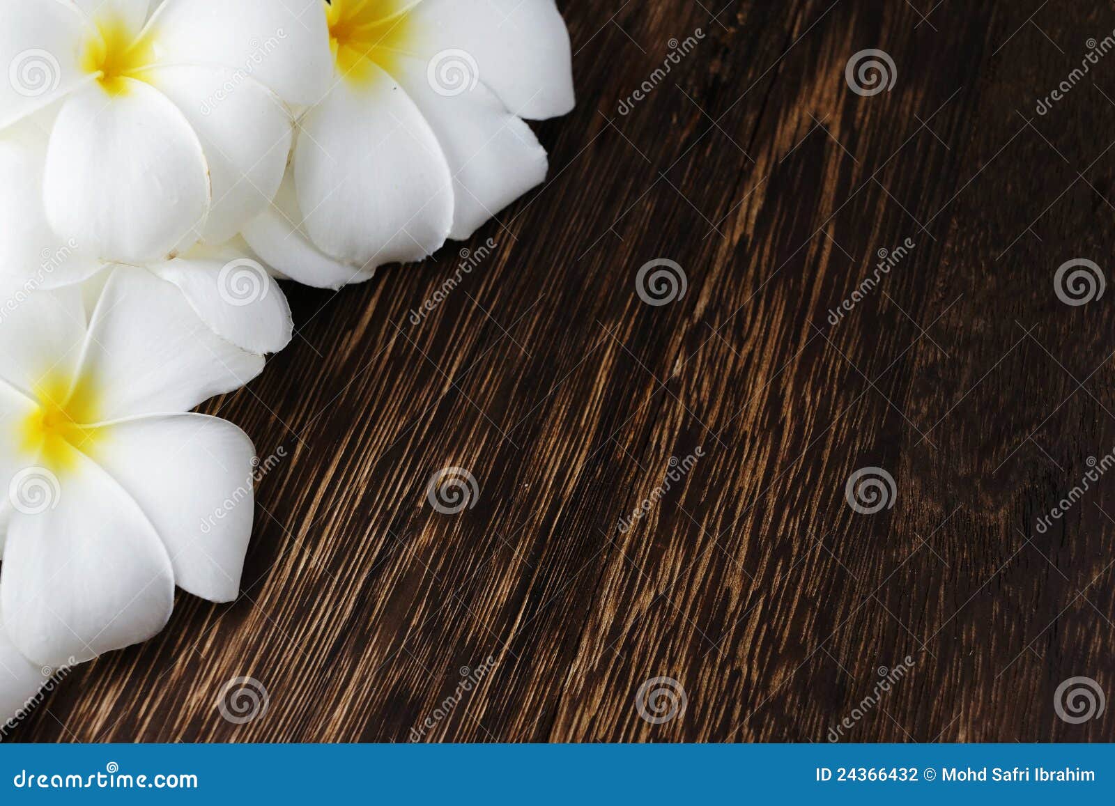Frangipani Tropical Flowers Border Stock Photo - Image of beautiful ...