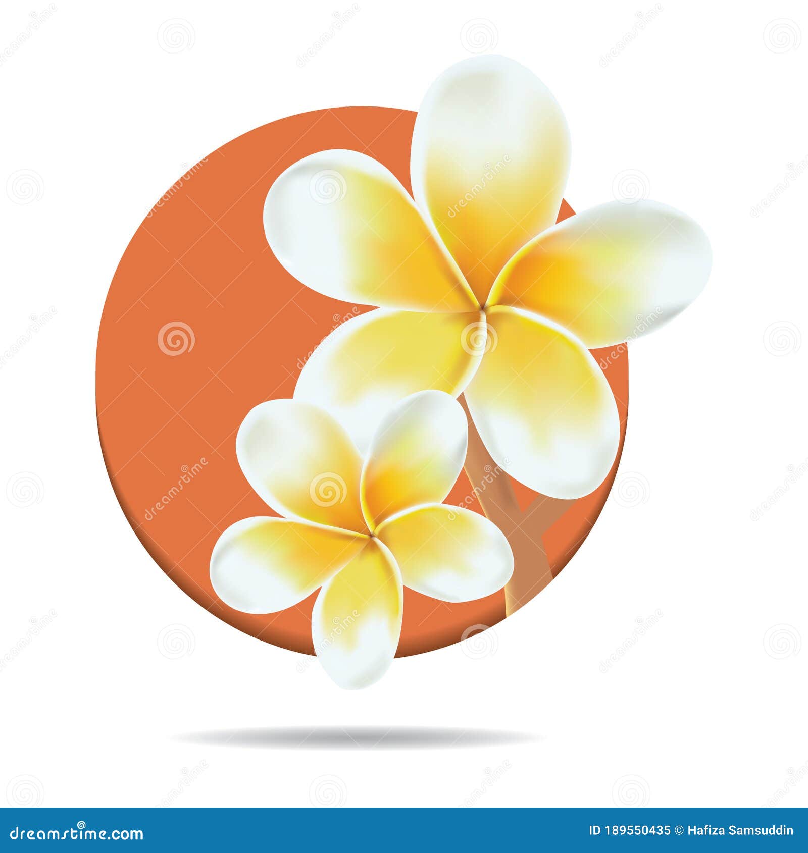 Frangipani. Vector Illustration Decorative Design Stock Vector ...