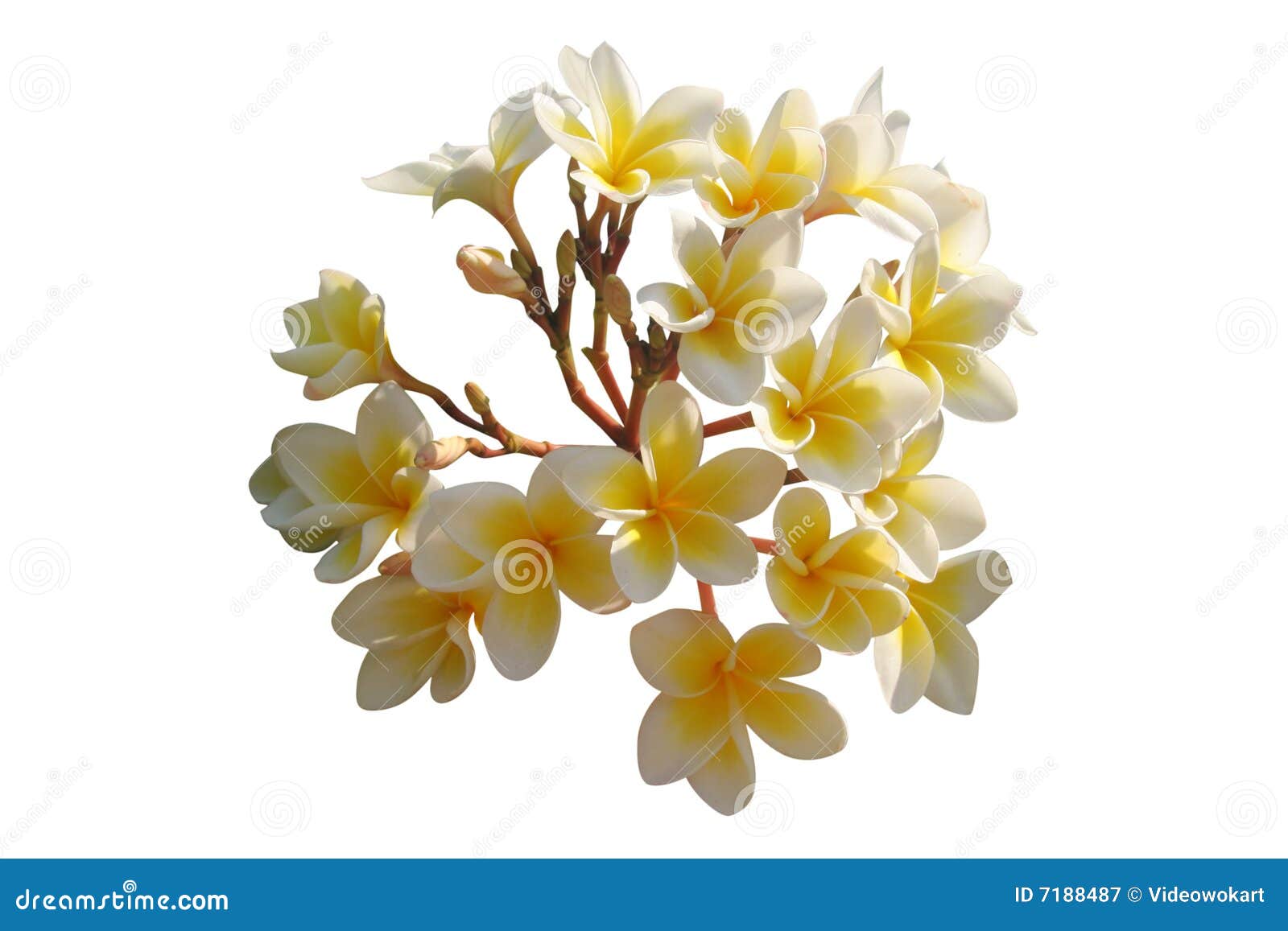 Frangipani on White Background Stock Image - Image of frangipani ...