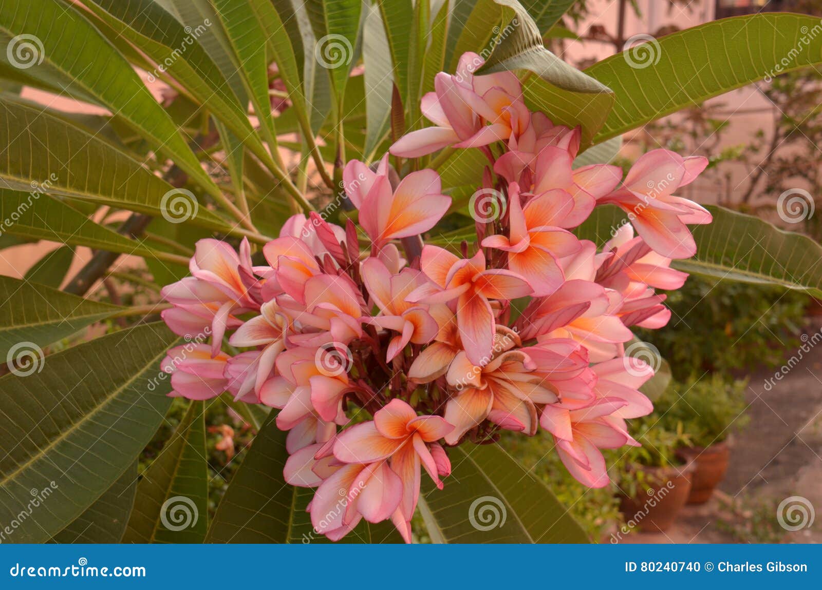 Frangipanni (rubra De Plumeria) Photo stock - Image du arbuste ...