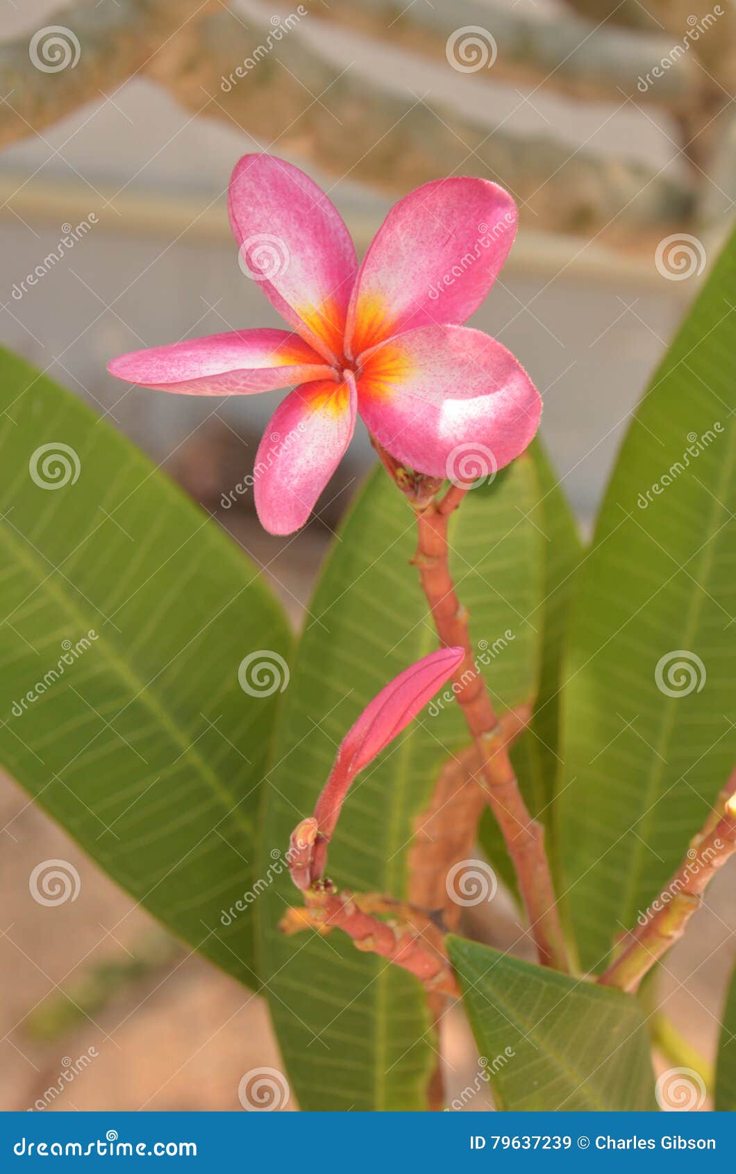 Frangipanni Y X28; Rubra& X29 Del Plumeria; Imagen de archivo - Imagen ...