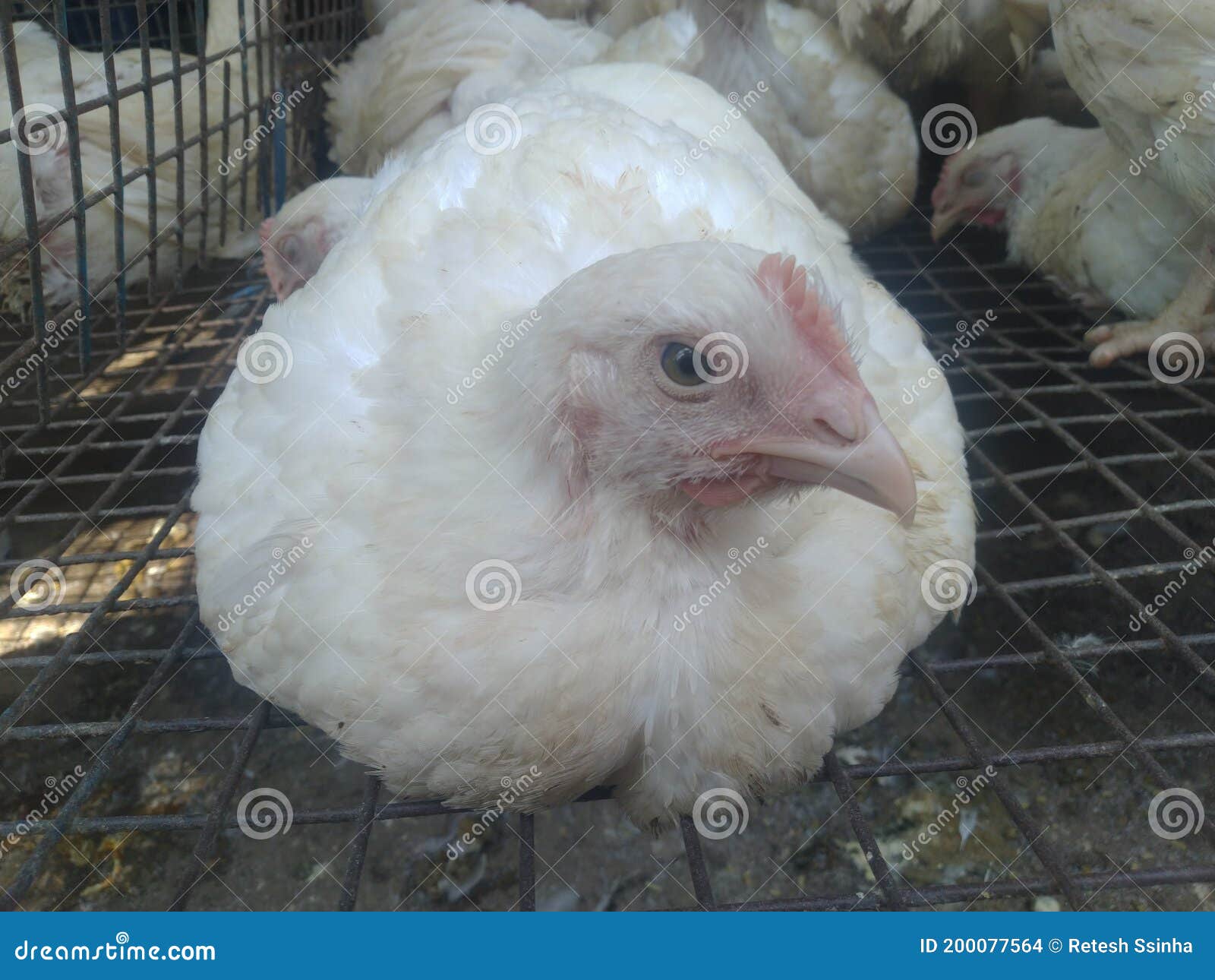 Frango Branco Da Fazenda Na Gaiola Foto de Stock - Imagem de animal ...