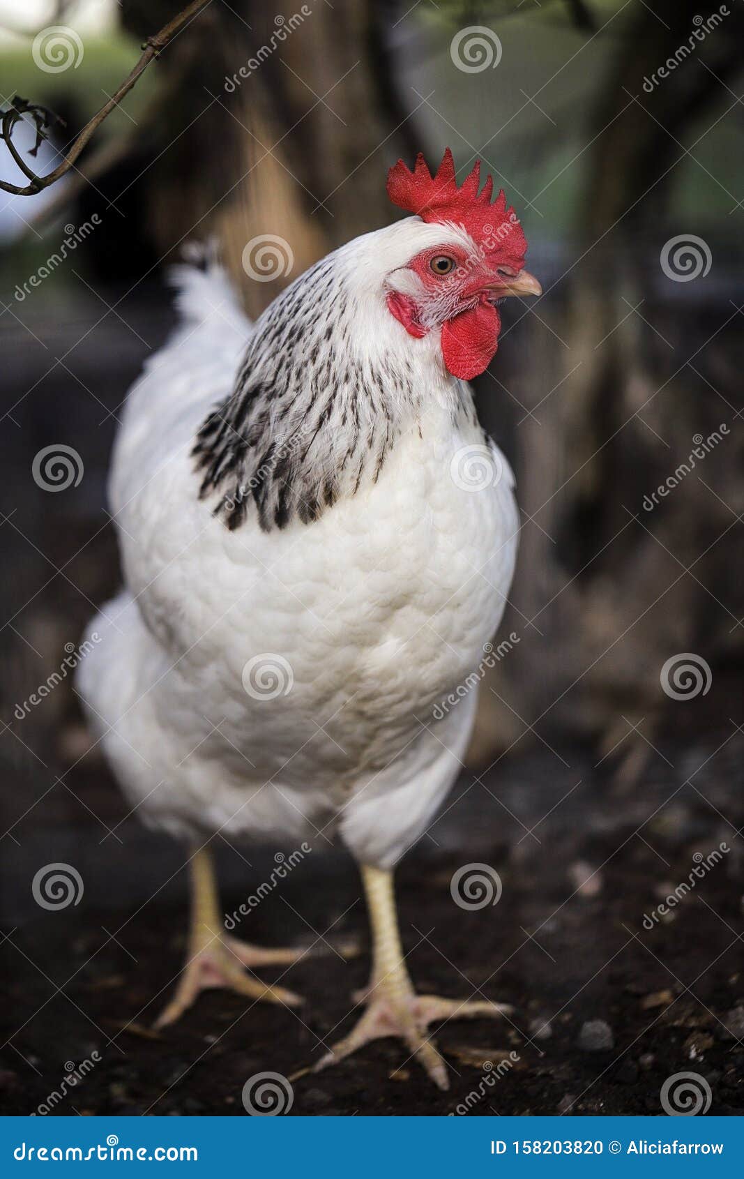Frango branco e preto foto de stock. Imagem de colocar - 158203820