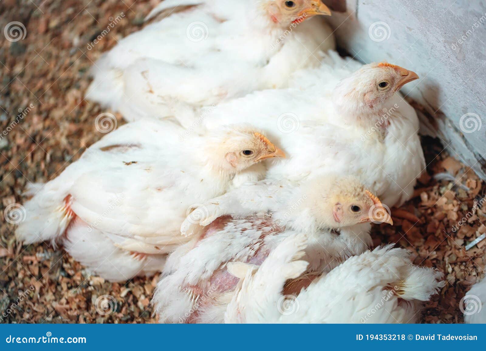 Frango De Frango Branco Na Avicultura. Foto de Stock - Imagem de comer ...