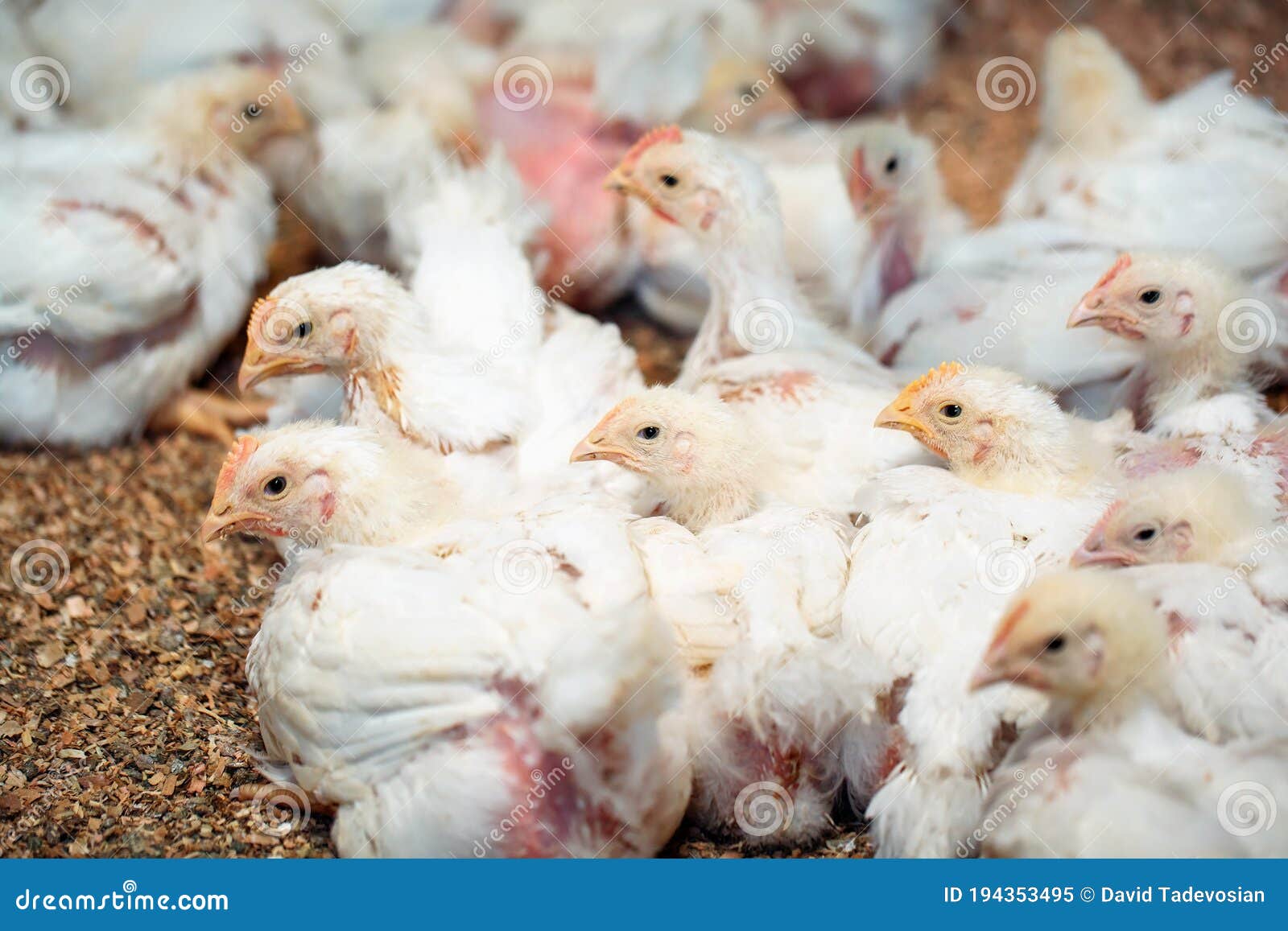 Frango De Frango Branco Na Avicultura. Imagem de Stock - Imagem de ...
