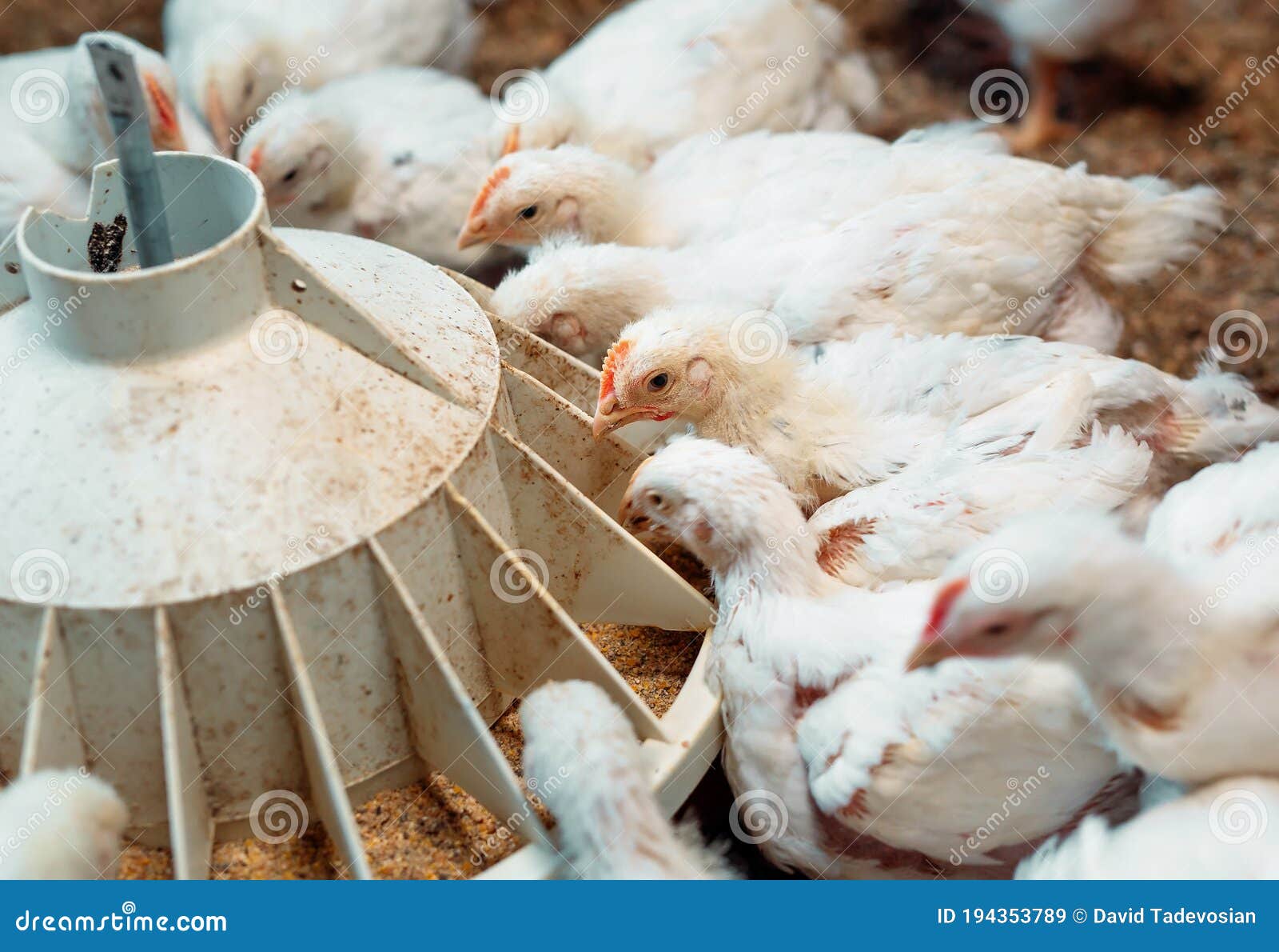 Frango De Frango Branco Na Avicultura. Imagem de Stock - Imagem de ...
