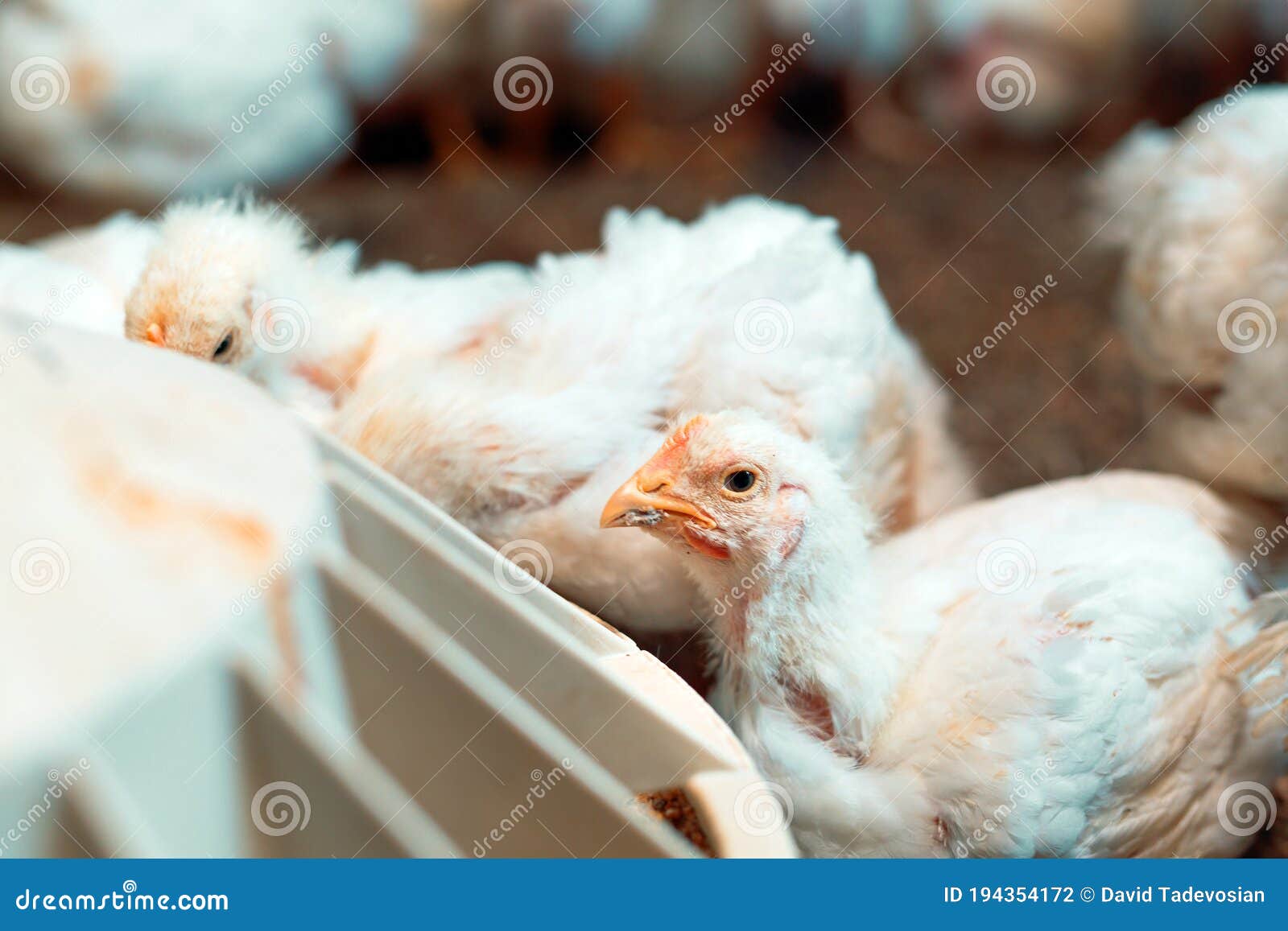 Frango De Frango Branco Na Avicultura. Foto de Stock - Imagem de ...