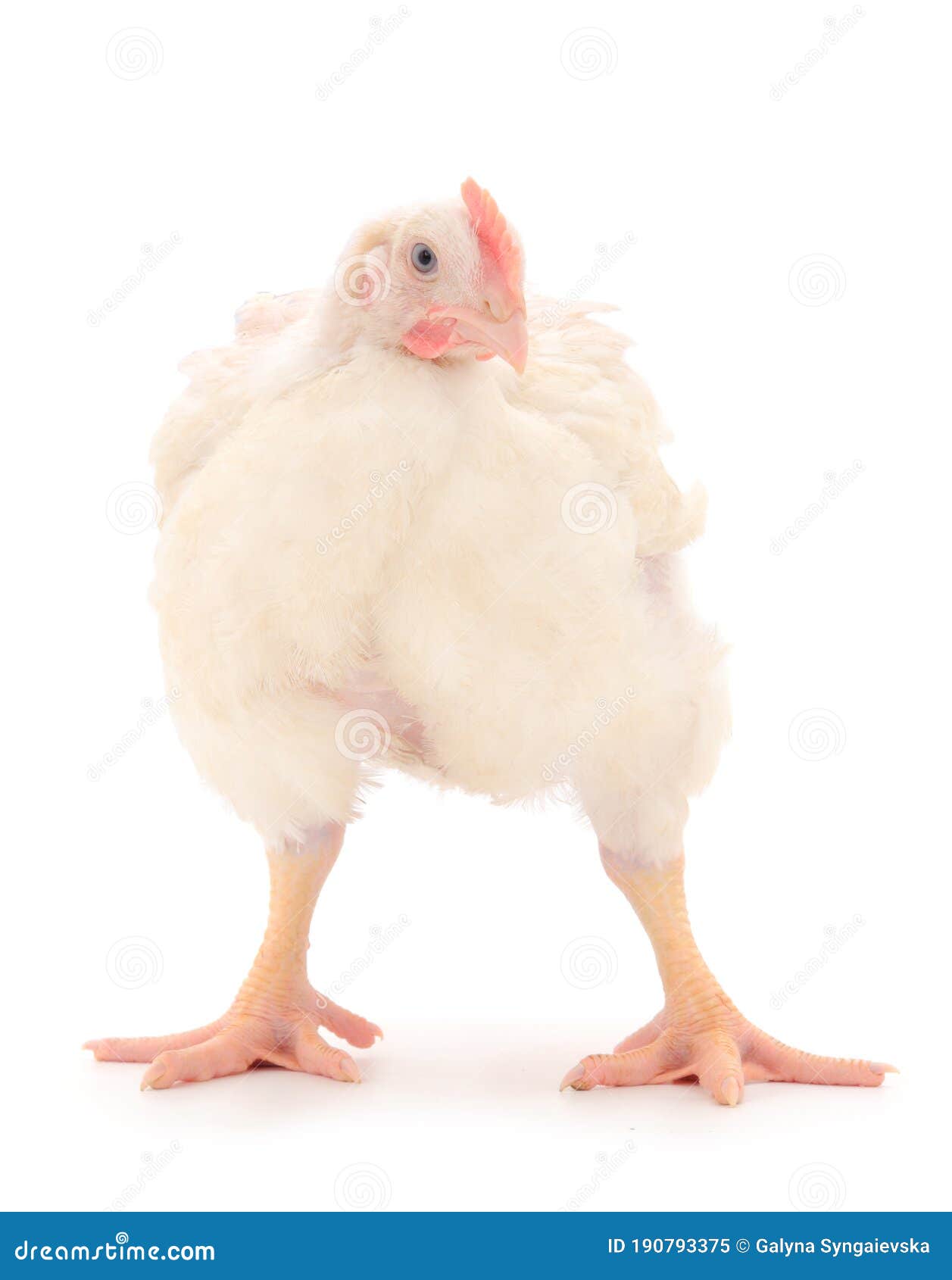 Frango jovem imagem de stock. Imagem de torneira, aves - 190793375