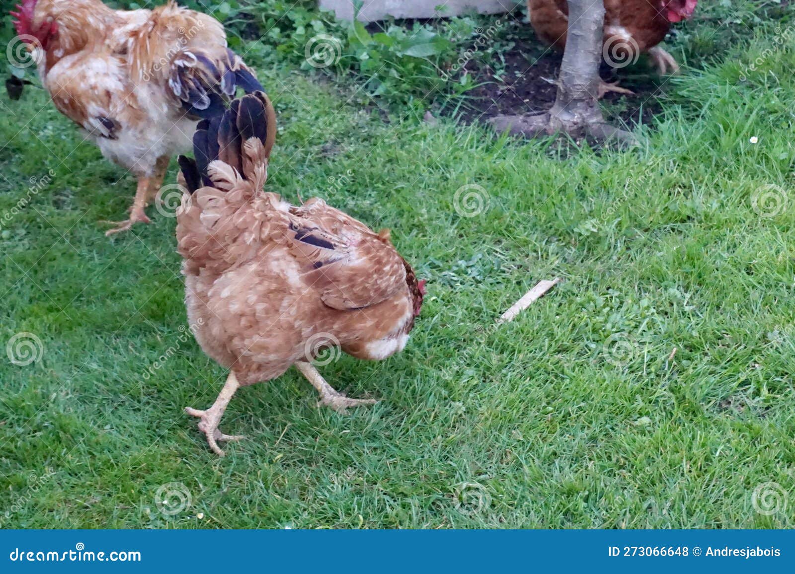 Frango Vermelho Andando Sobre O Capim Foto de Stock - Imagem de europa ...