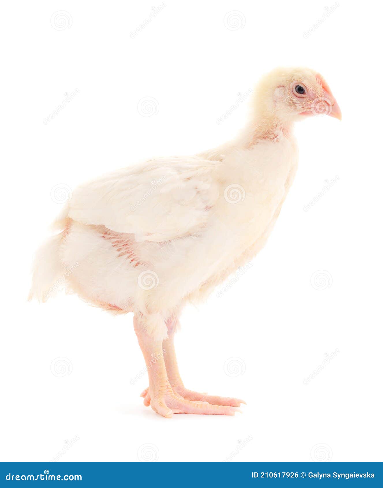 Frangos De Carne Ou Frangos De Carne Jovens Foto de Stock - Imagem de ...