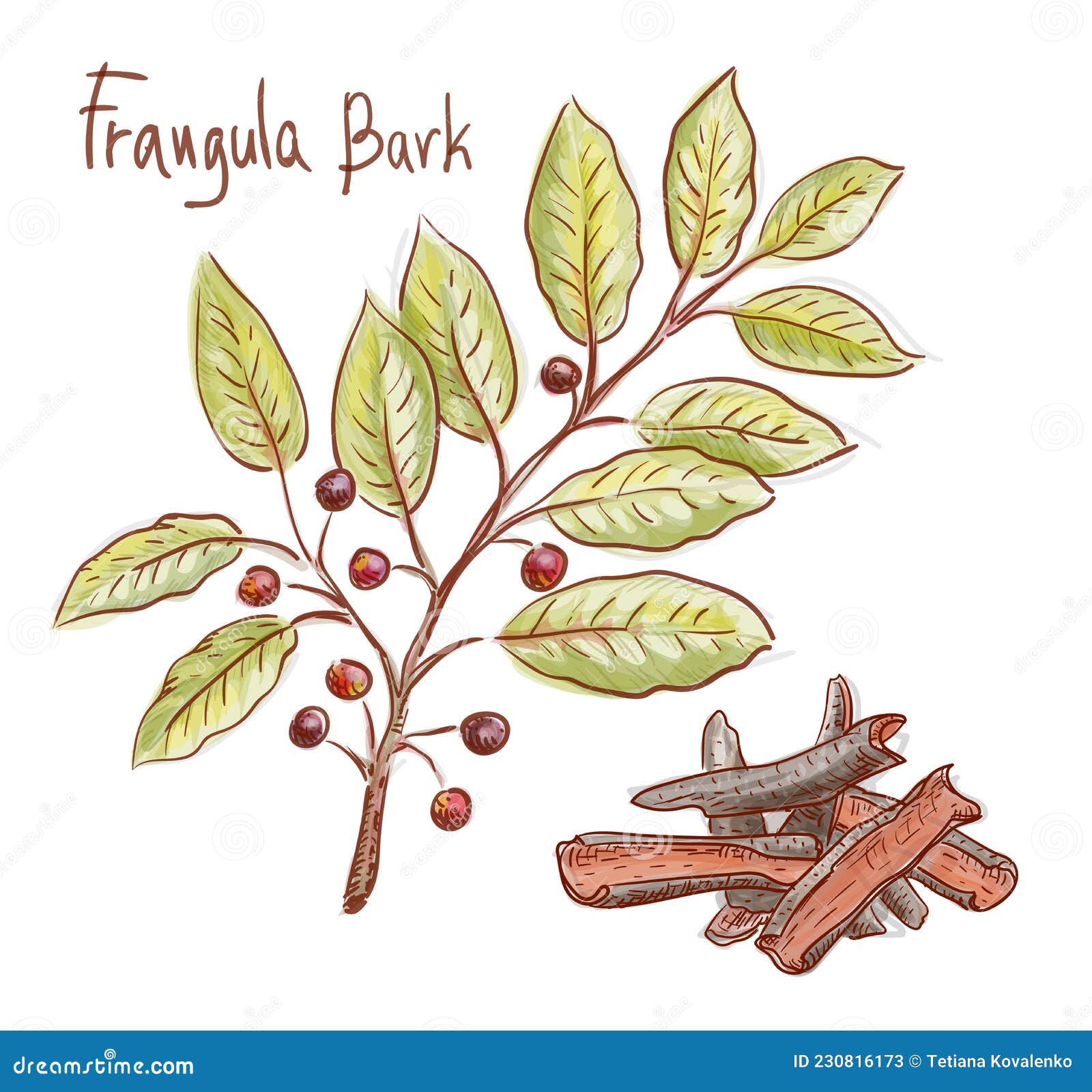 Frangula Alnus Twig and Bark. Vector Illustration. Stock Vector ...