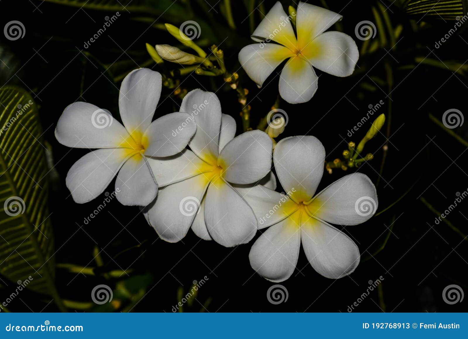 Franji Pani Flowers in Black Backround Stock Image - Image of clouds ...