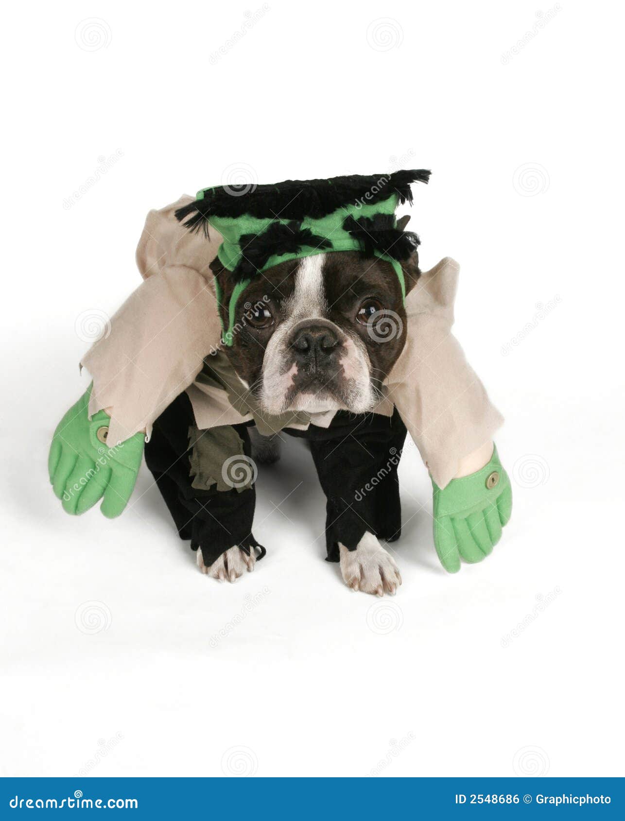 Frankendog stock photo. Image of funny, halloween, mutt - 2548686