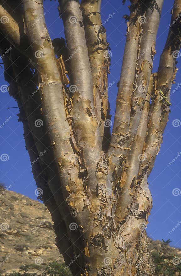 Frankincence tree stock image. Image of wood, plant, cense - 36180687