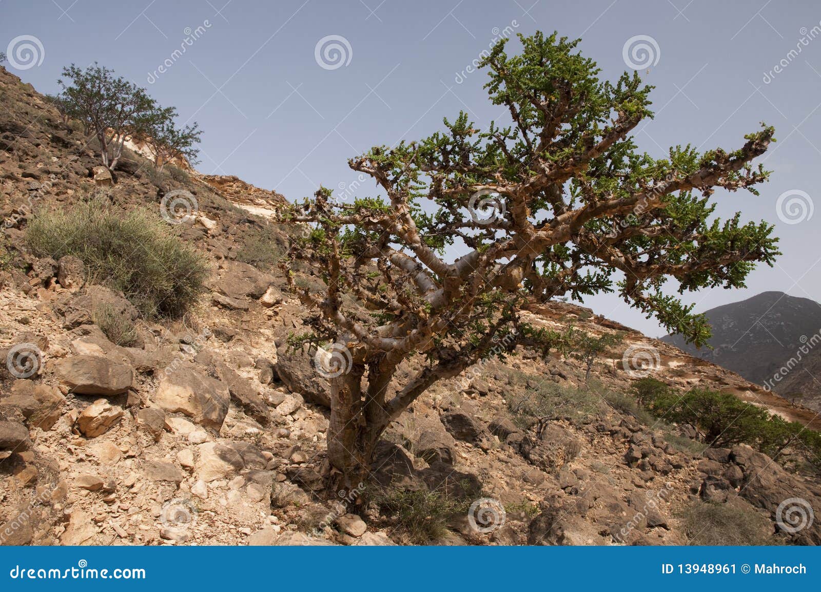 Frankincense tree stock image. Image of salalah, crag - 13948961
