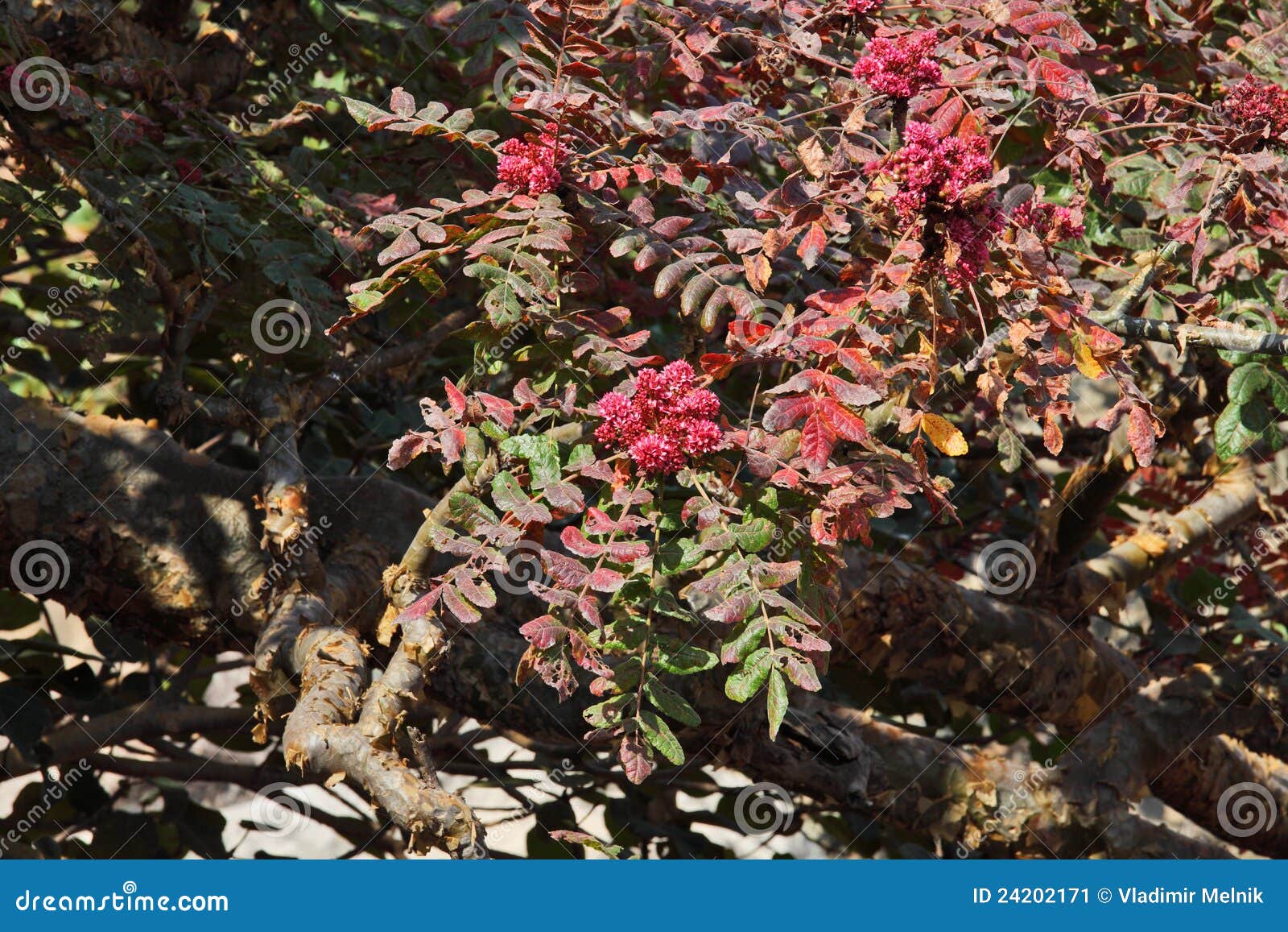Frankincense Tree in Blossom Stock Image - Image of bark, socotra: 24202171