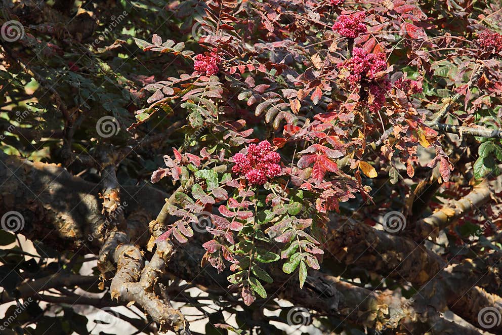 Frankincense Tree in Blossom Stock Image - Image of bark, socotra: 24202171