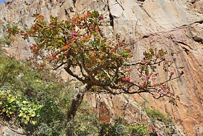 Frankincense Tree in Blossom Stock Image - Image of flowering, juice ...