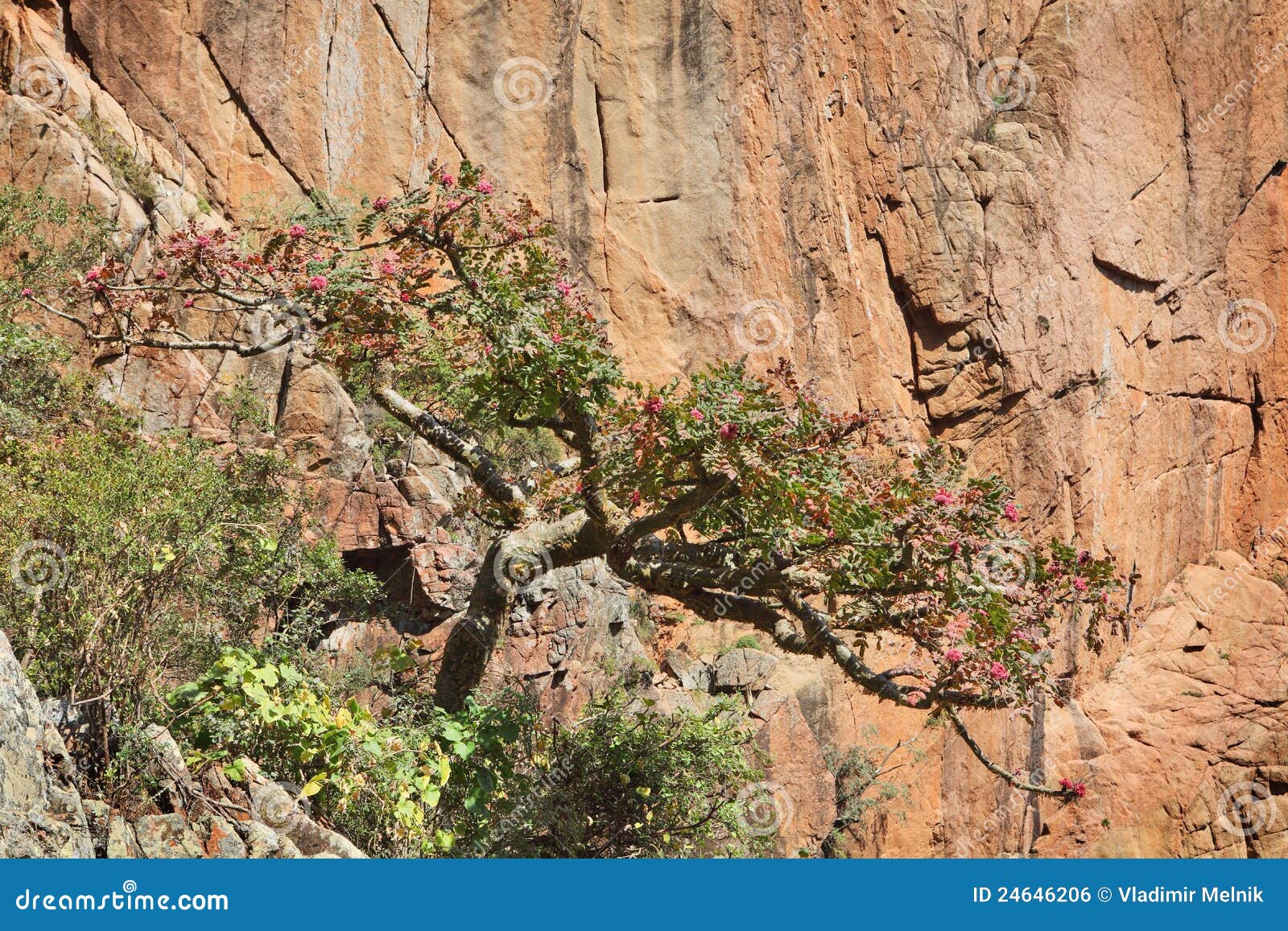 Frankincense Tree in Blossom Stock Photo - Image of unique, flower ...