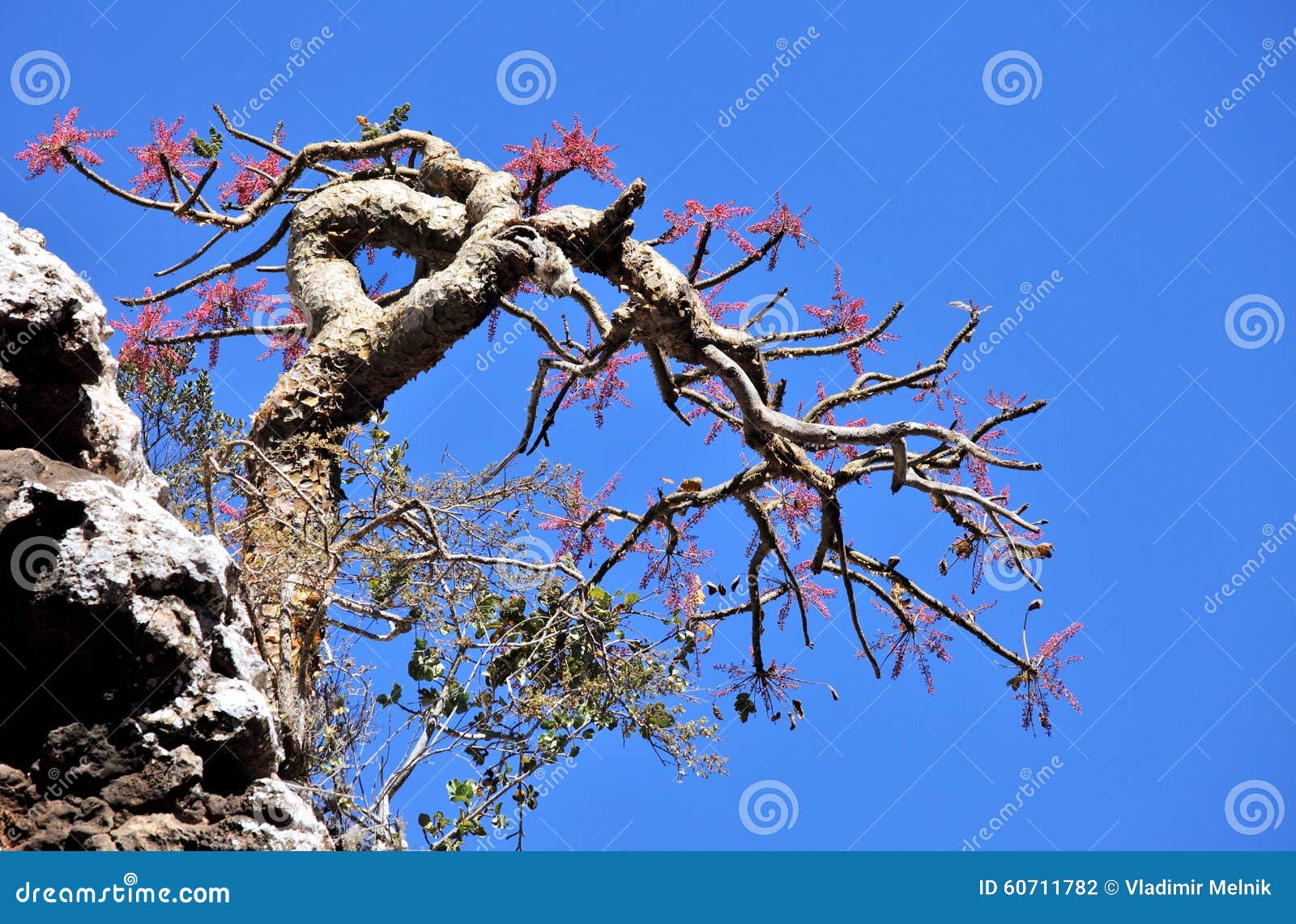 Frankincense Tree in Blossom Stock Photo - Image of somali, flower ...