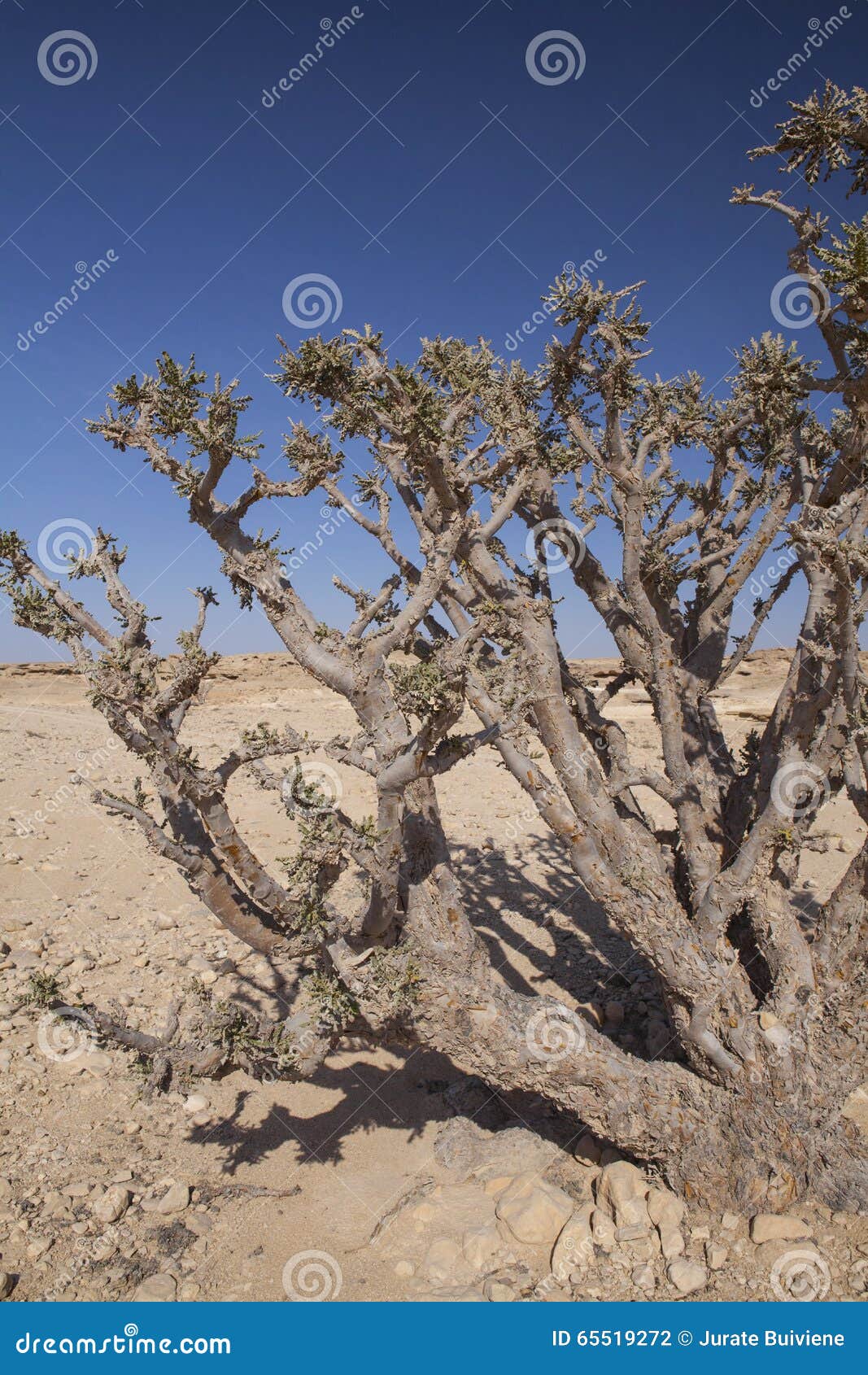 Frankincense tree stock photo. Image of medicine, blossom - 65519272