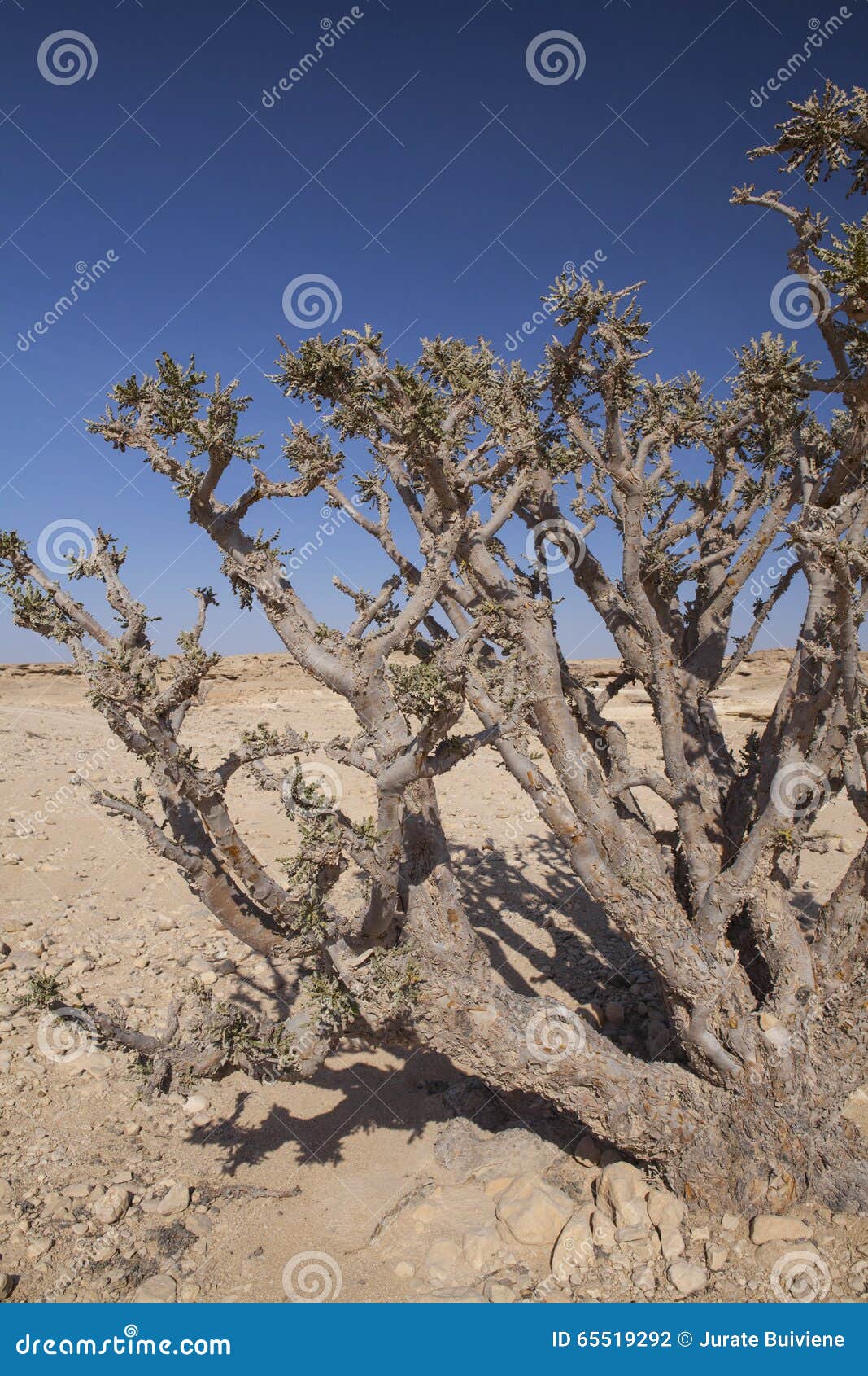 Frankincense tree stock photo. Image of doka, dawkah - 65519292