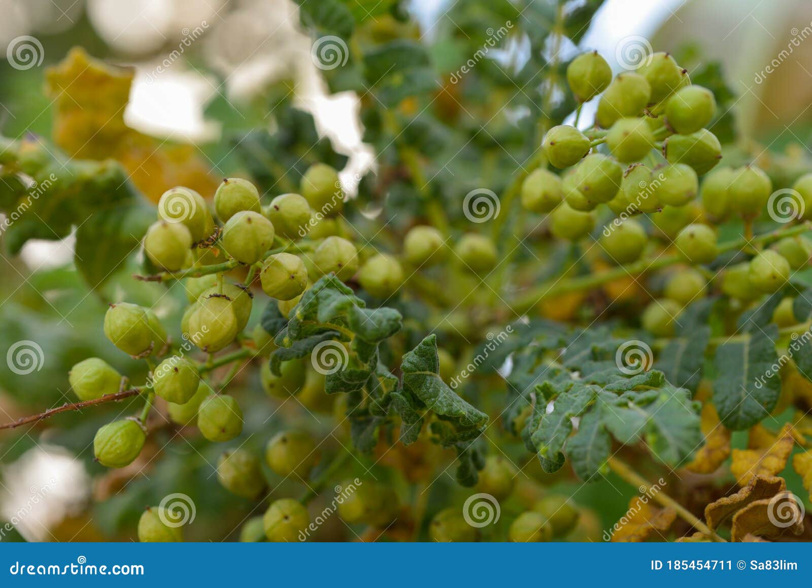 Leaves, Fruits, Flowers, Seeds Of The Tree Known As Pata-de-vaca ...