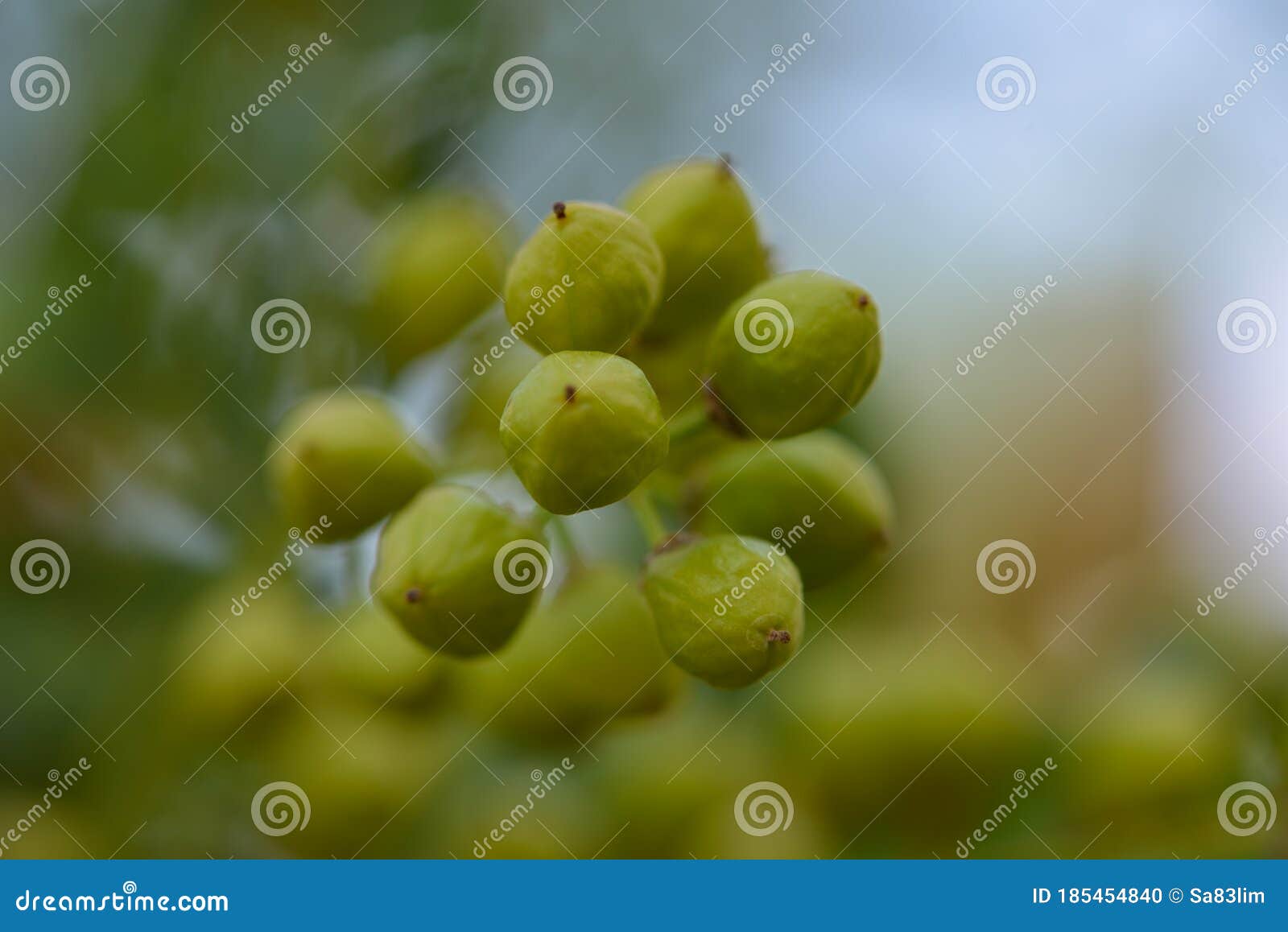 Frankincense Tree Leaves & Fruits Oman Stock Photo - Image of desert ...