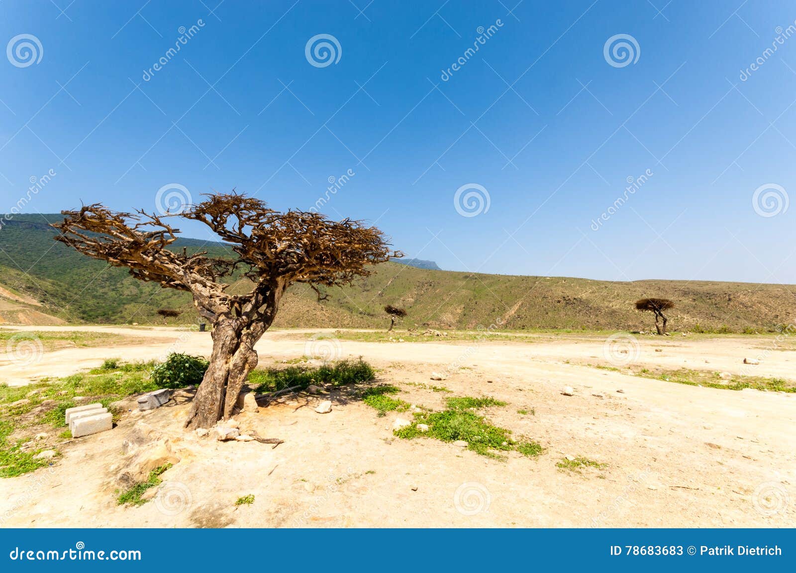 Frankincense Tree in Salalah, Dhofar, Oman Stock Image - Image of ...