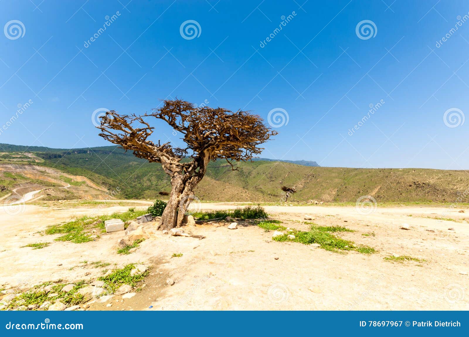 Frankincense Tree in Salalah, Dhofar, Oman Stock Image - Image of ...