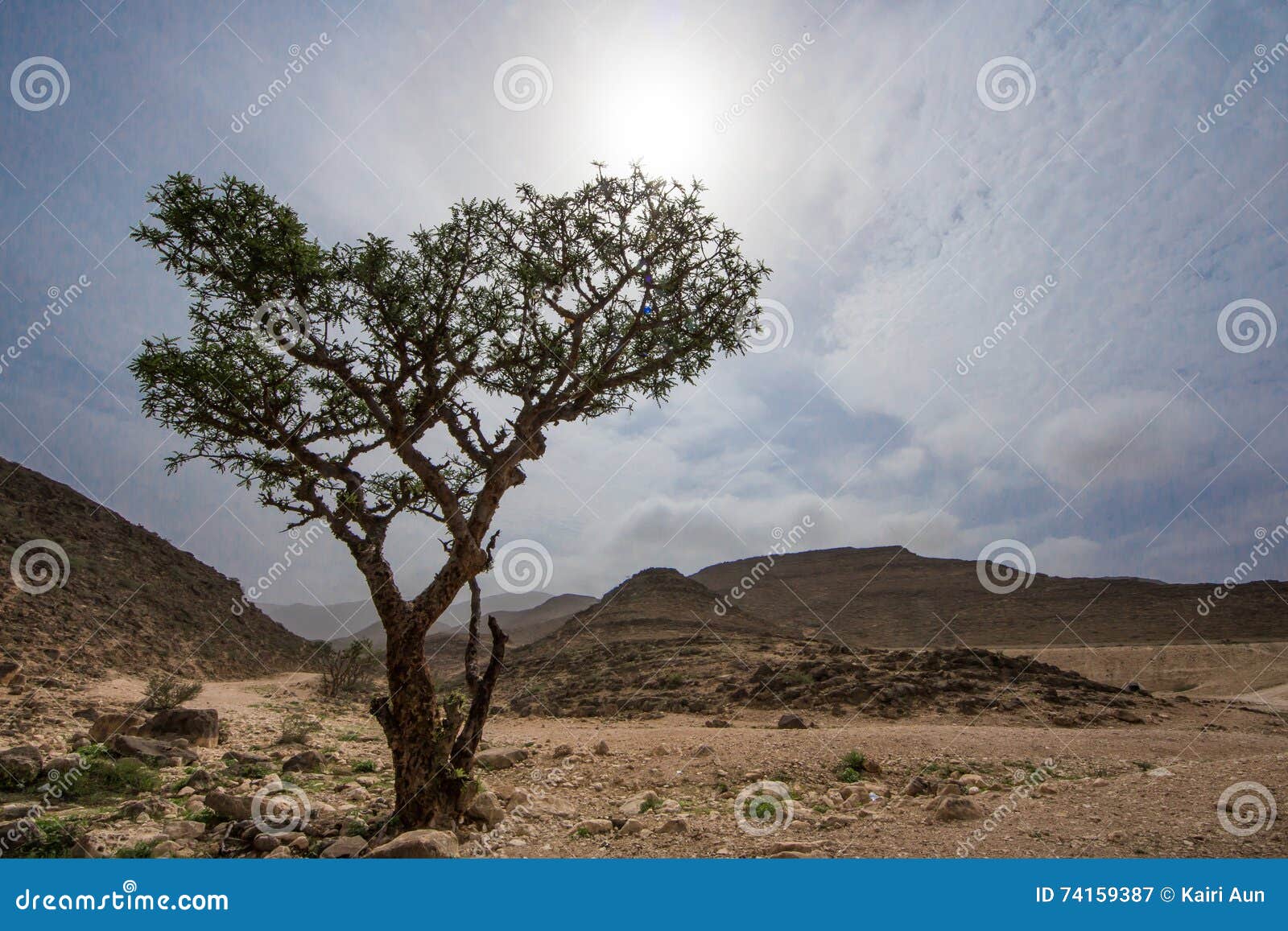 Frankincense Tree in Salalah Stock Image - Image of boswellia, myrrh ...