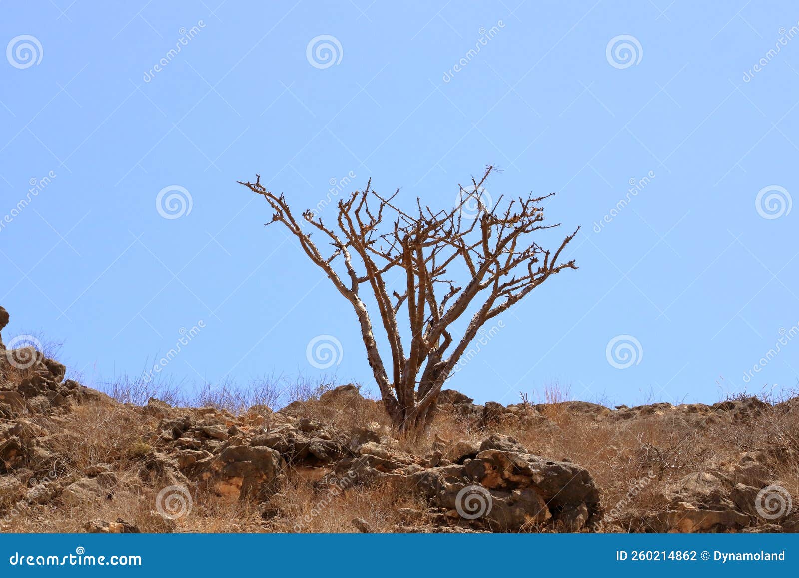 Frankincense Trees, Boswellia Sacra, Olibanum-tree Stock Photo ...