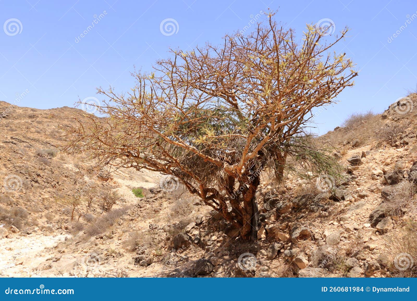 Frankincense Trees, Boswellia Sacra, Olibanum-tree Stock Photo ...