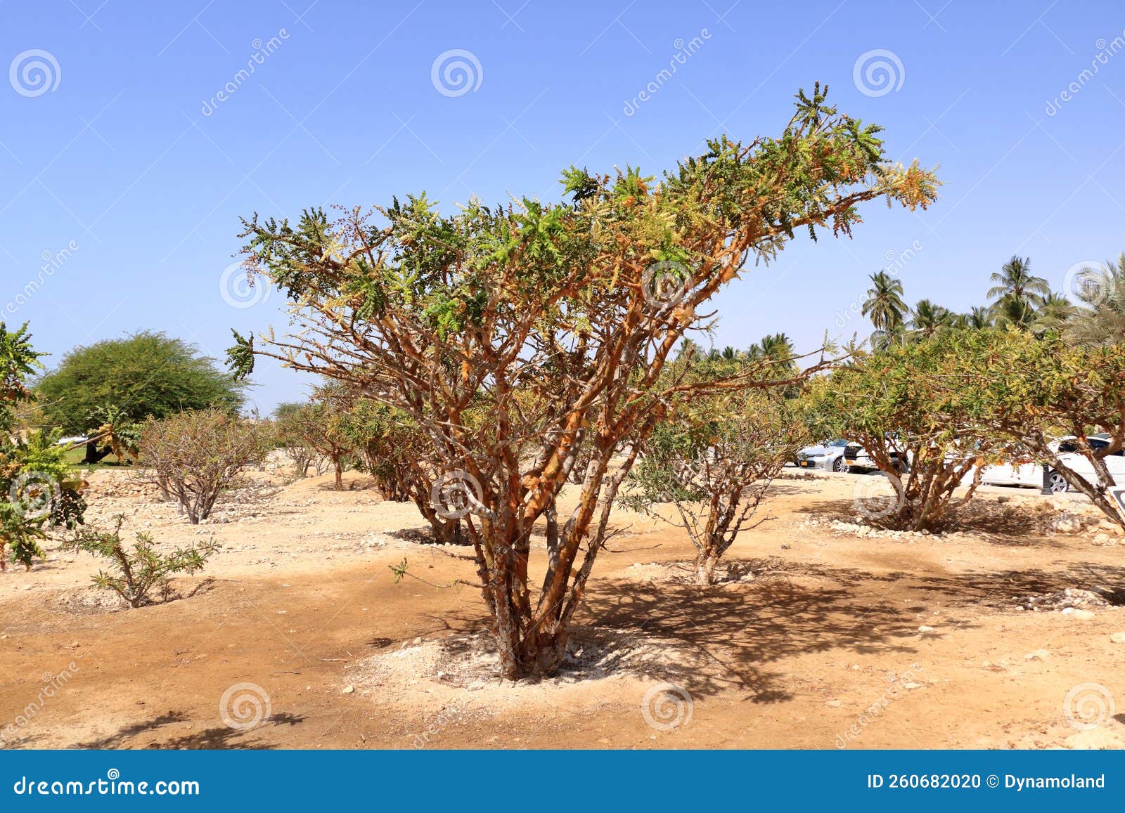 Frankincense Trees, Boswellia Sacra, Olibanum-tree Stock Photo ...