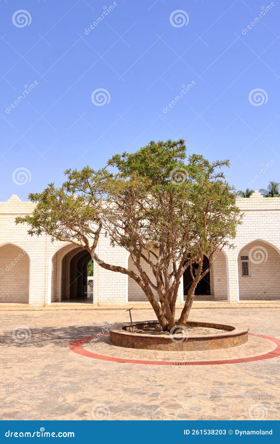 Frankincense Trees in Dhofar Mountains, Oman Stock Image - Image of ...